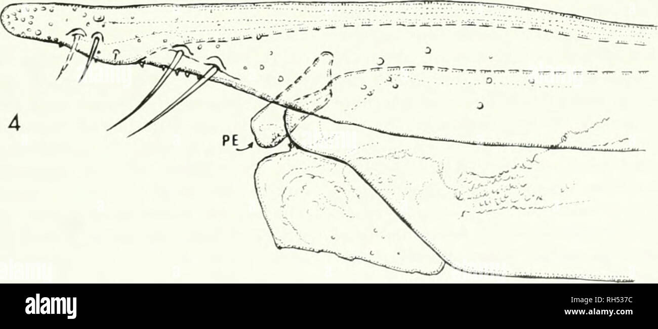 Metasternum High Resolution Stock Photography and Images - Alamy
