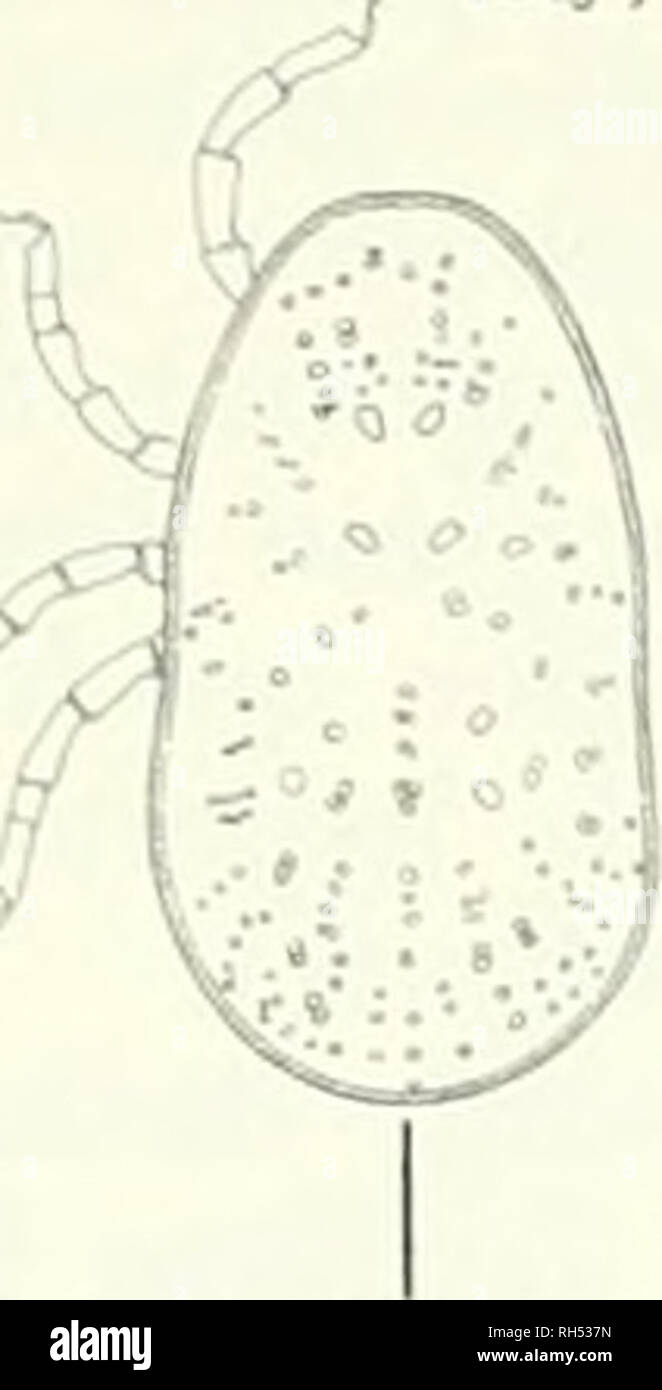 Ticks dorsal side hi-res stock photography and images - Alamy