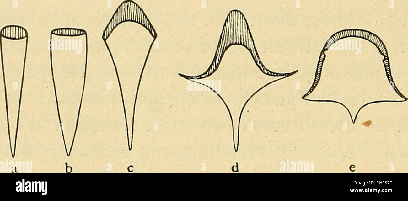 Clio Pyramidata High Resolution Stock Photography and Images - Alamy