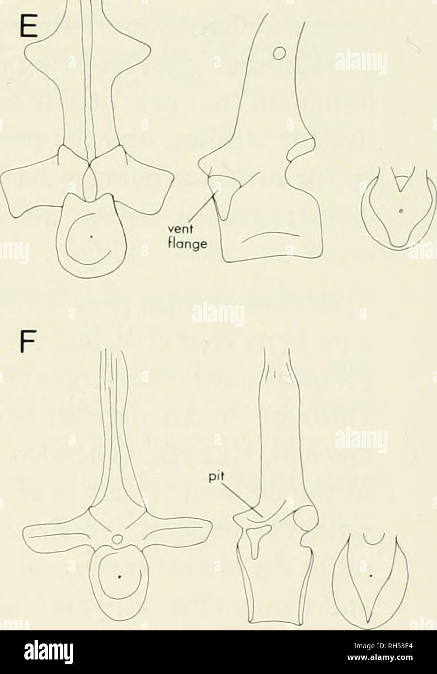 . Breviora. . Figure 12. Anterior dorsal vertebrae in lateral and ...
