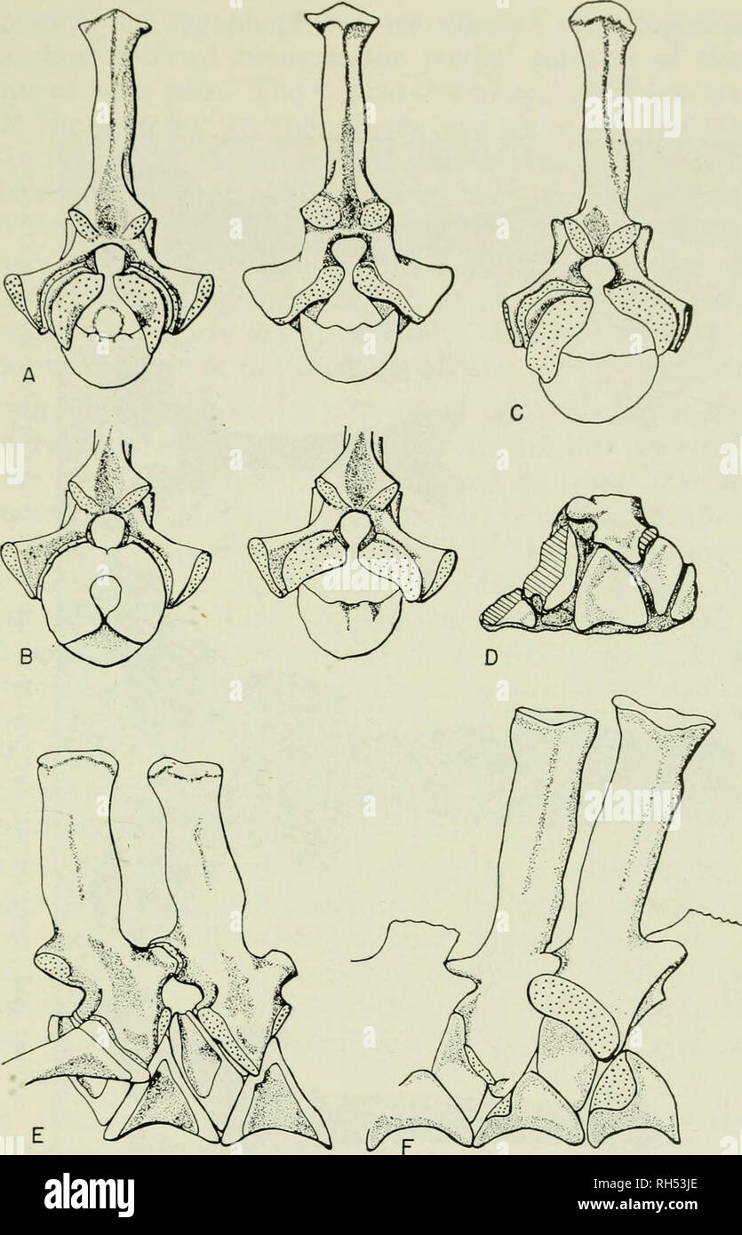 . Breviora. 1974 VERTEBRAL COLUMN OF ERYOPS 17. Figure 10. All X .5. (A ...