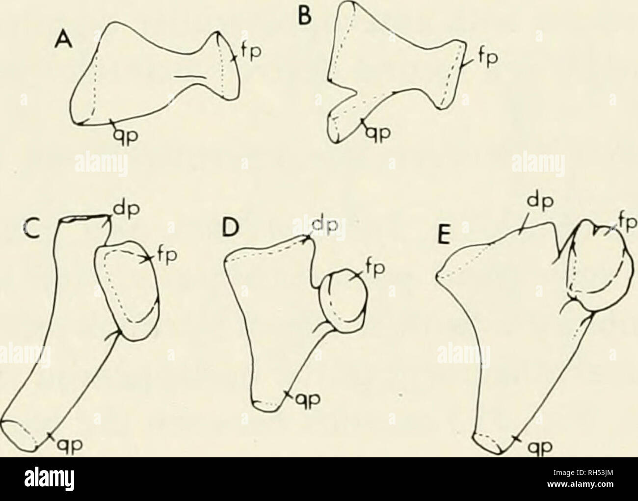 . Breviora. 18 BREVIORA No. 473 of the basisphenoid wings so that, in ...