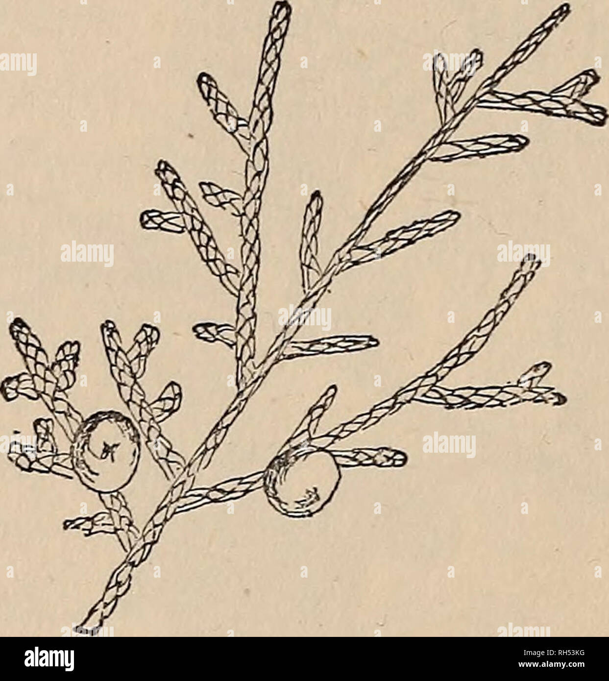 . Brief instructions to Massachusetts Forest Wardens. Forests and ...