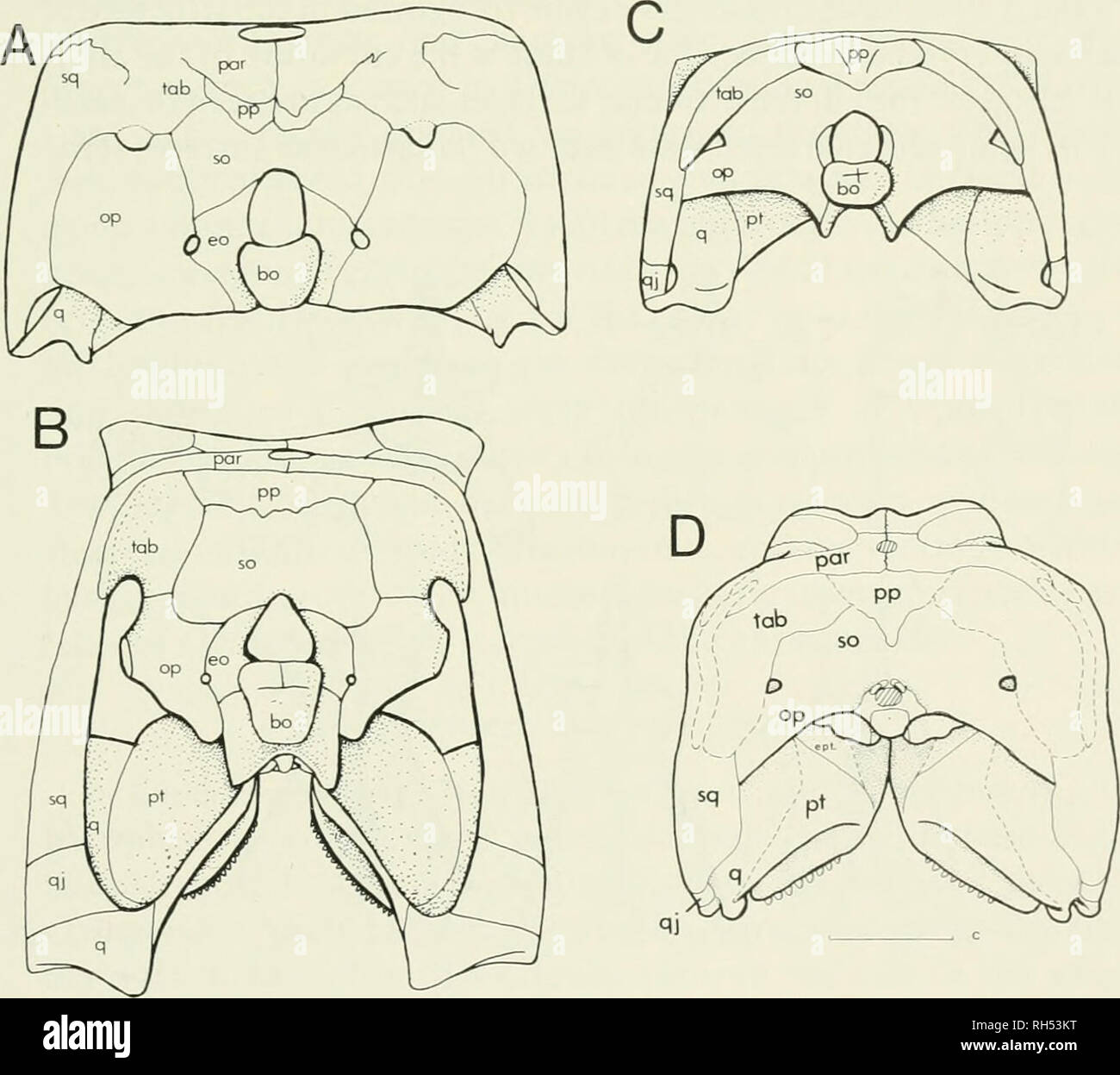 . Breviora. 1983 PELYCOSAUR INTERRELATIONSHIPS 15 Basipterygoid ...