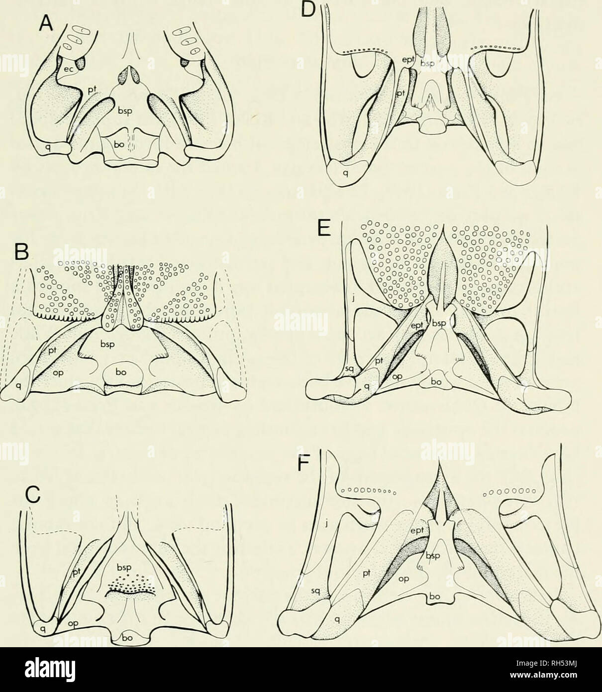 Varanops hi-res stock photography and images - Alamy