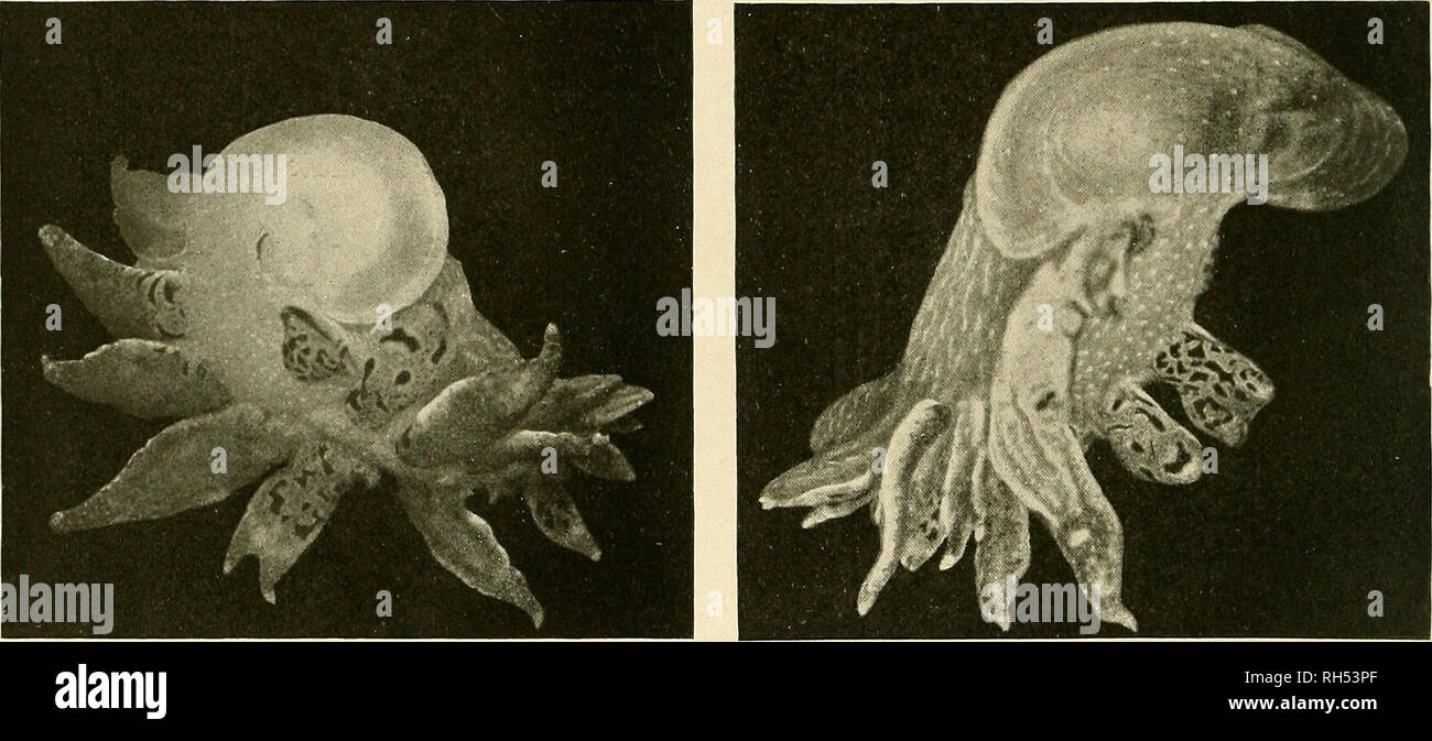 Tethys fimbriata hi-res stock photography and images - Alamy