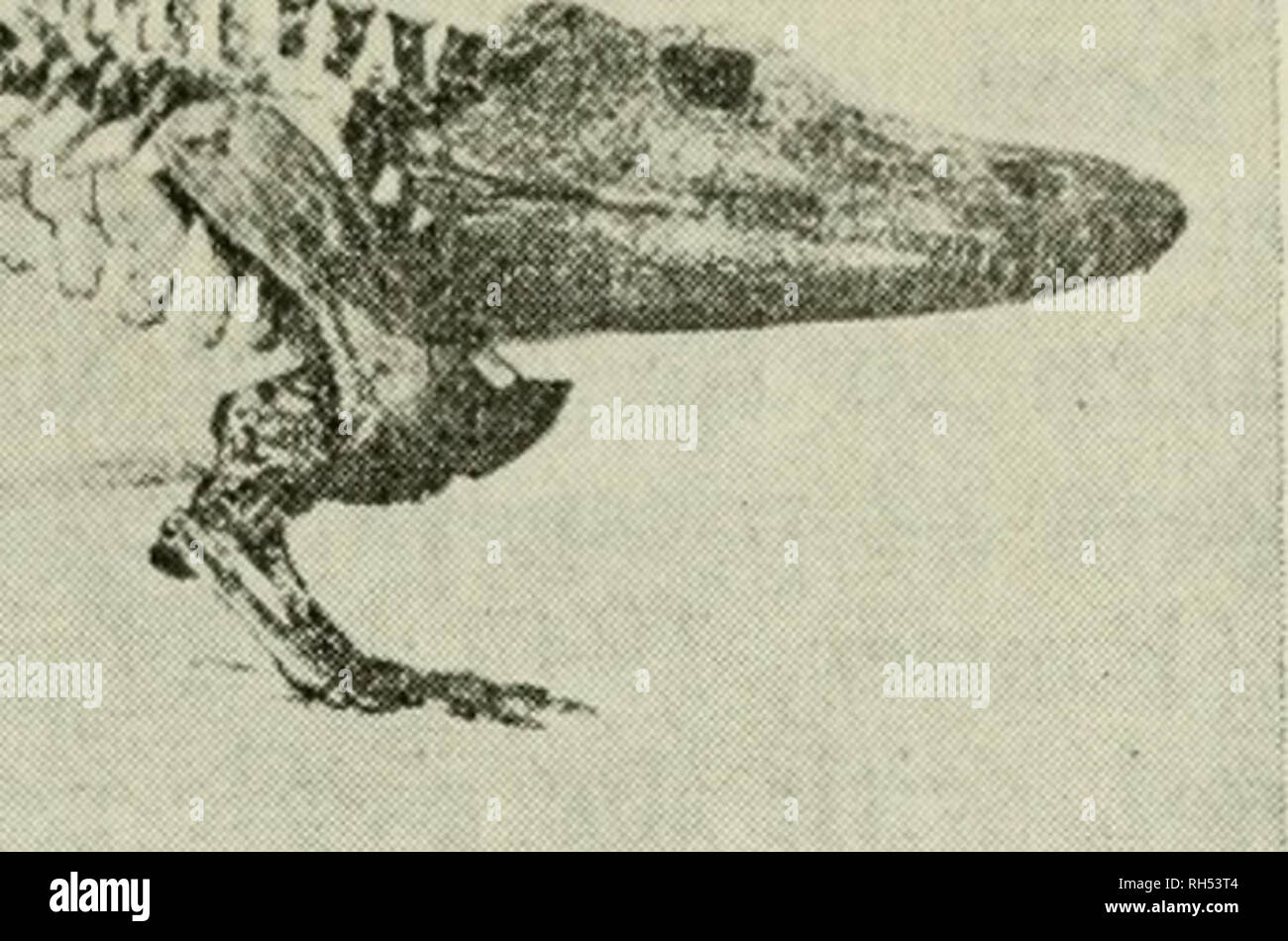 . Breviora. ife. Plate L Mounted skeleton of Eryops, MCZ 1539 (from ...