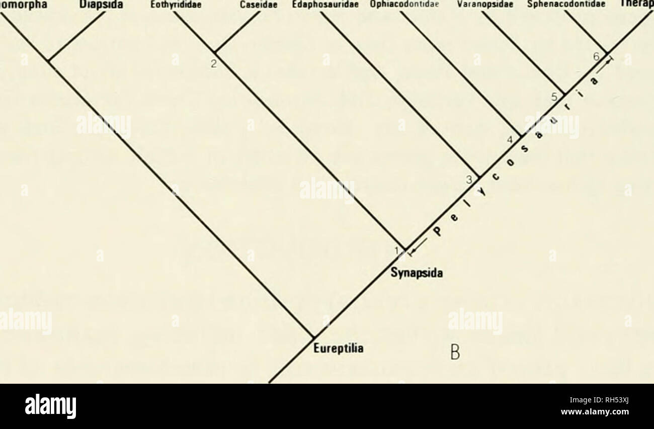 . Breviora. EOAPHOSAURIOAE LuPEOSAURIDAE NIT03AURIDAE SPHENACODONTIA v ...