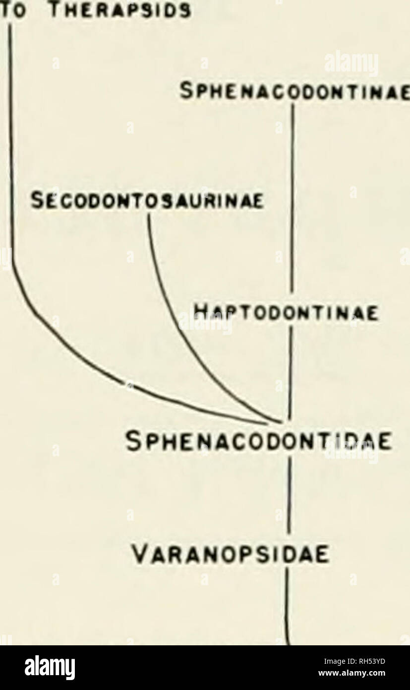 . Breviora. BREVIORA No. 473. EOAPHOSAURIOAE LuPEOSAURIDAE NIT03AURIDAE ...