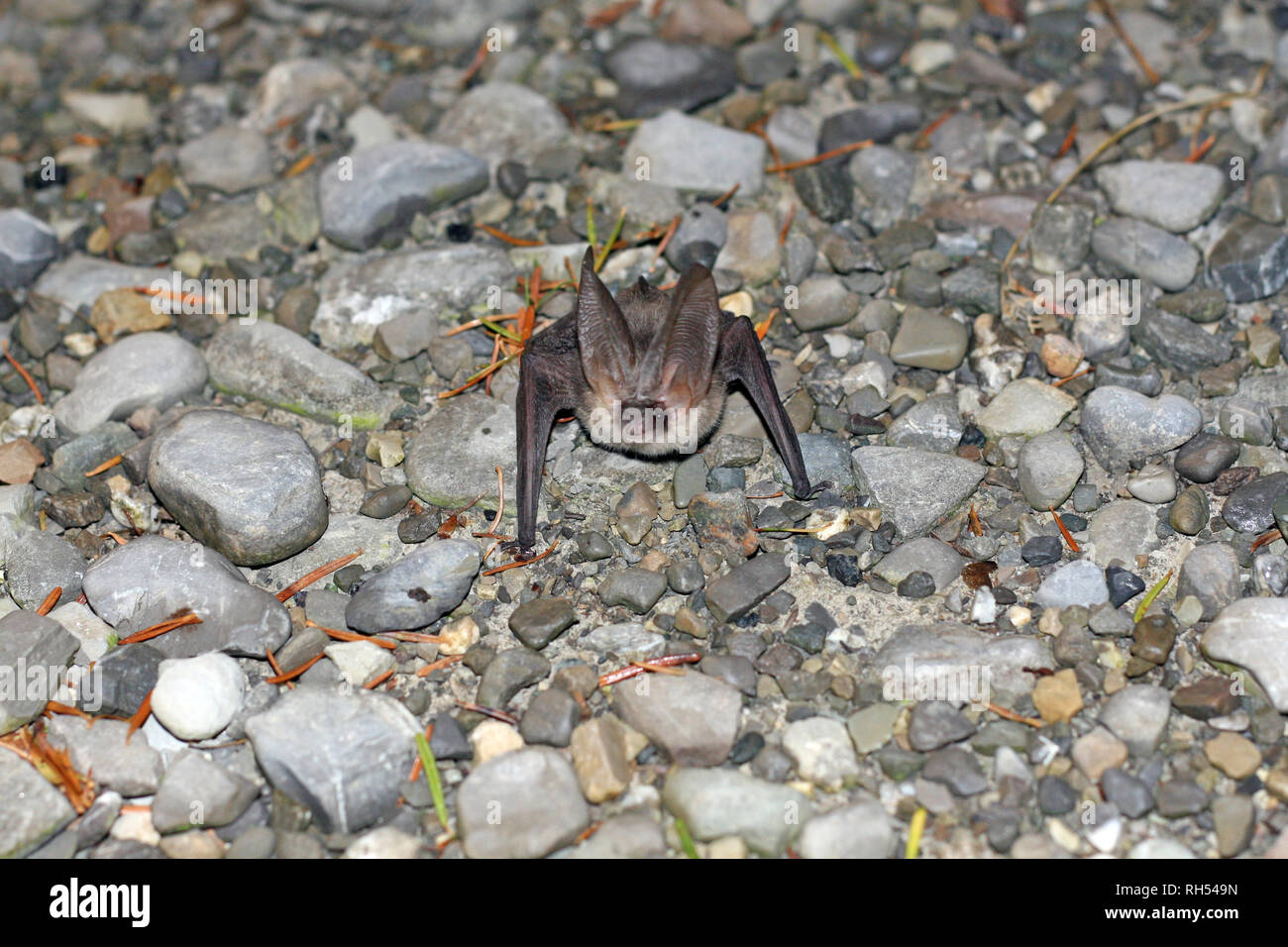 Bat on the ground Stock Photo - Alamy