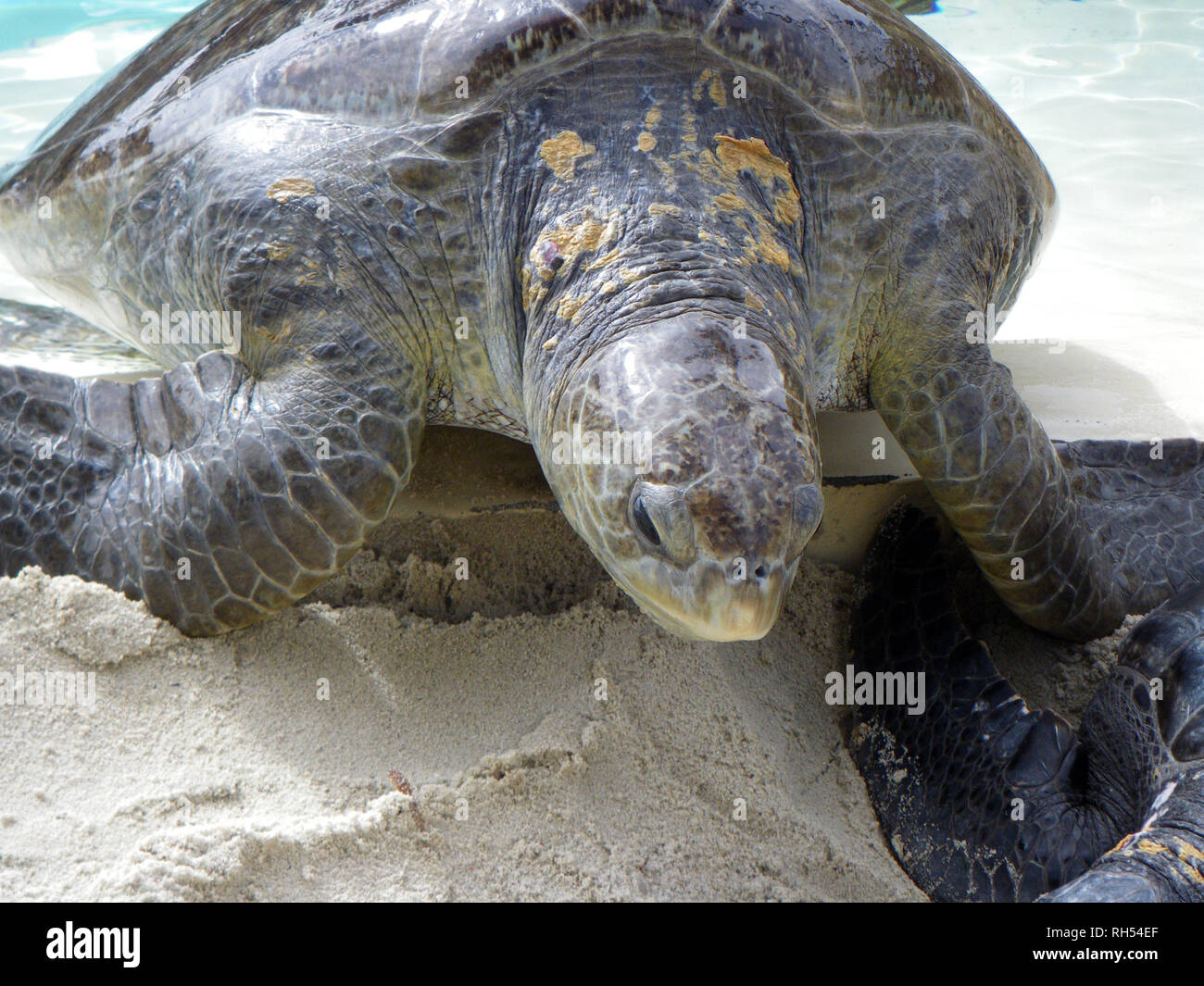 Turtle swimming in san hi-res stock photography and images - Alamy