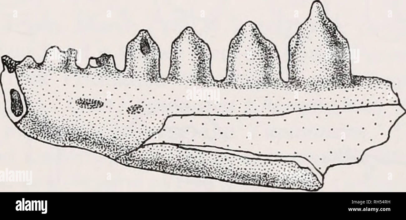 . Breviora. 1969 CRETACEOUS TEIID RELATIONSHIPS and formed by two main ...