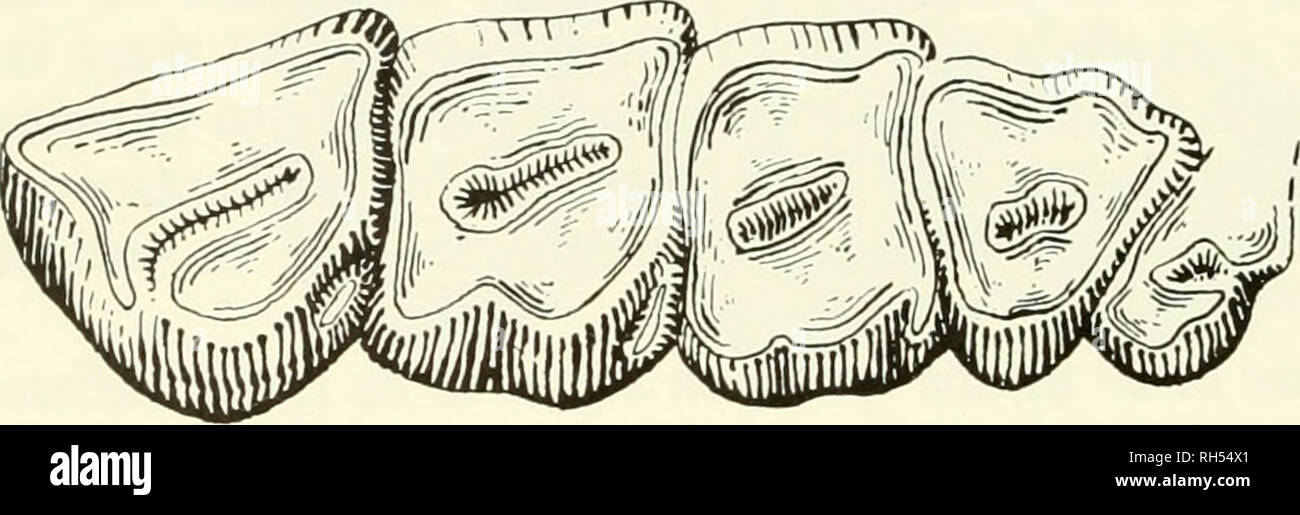 Notoungulata family hi-res stock photography and images - Alamy