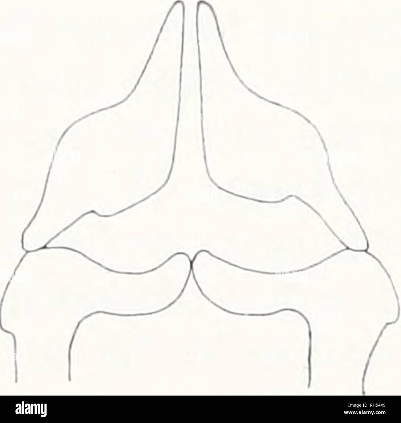 . Breviora. Figure 3. Ventral view of head, 39.5-mm leciotype (camera ...