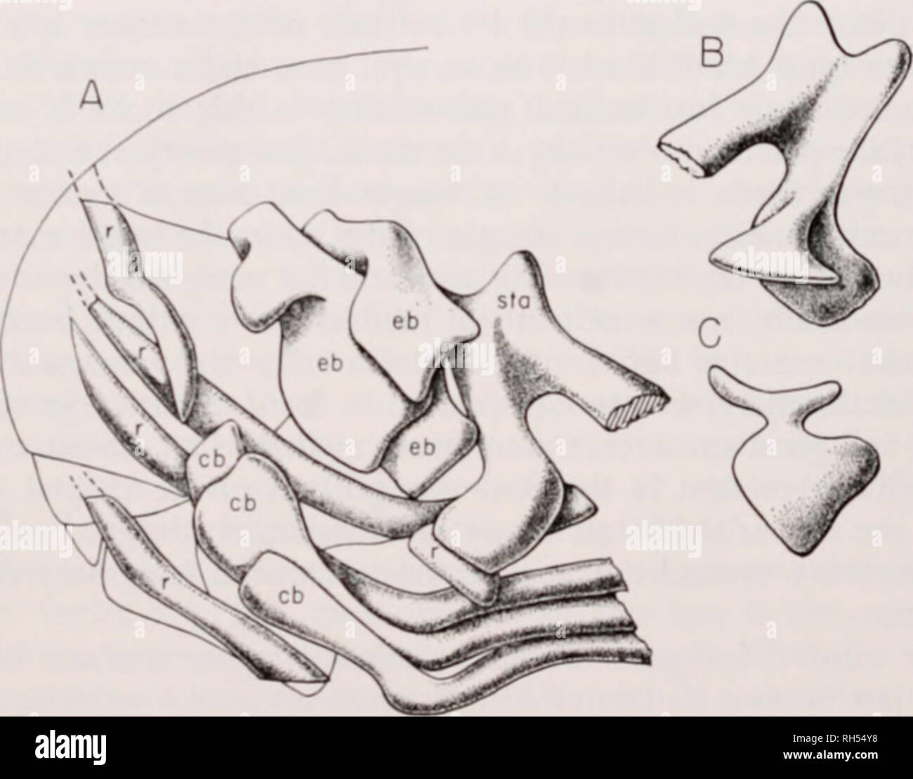 Toothplate hi-res stock photography and images - Alamy