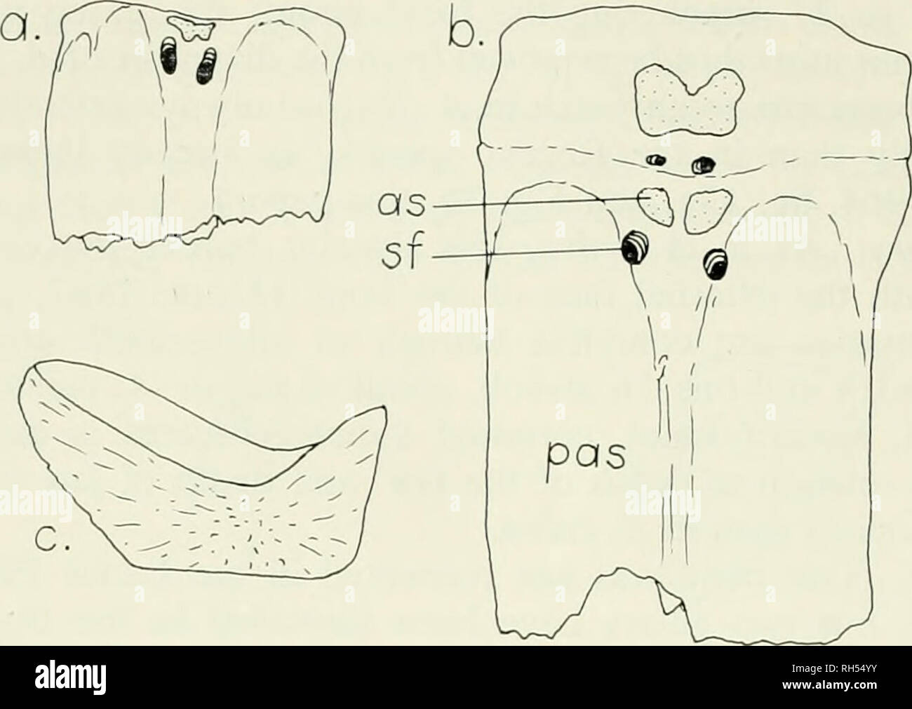 . Breviora. BREVIORA No. 329. Fig. 2. A/nia ira^usii, late Cretaceous ...