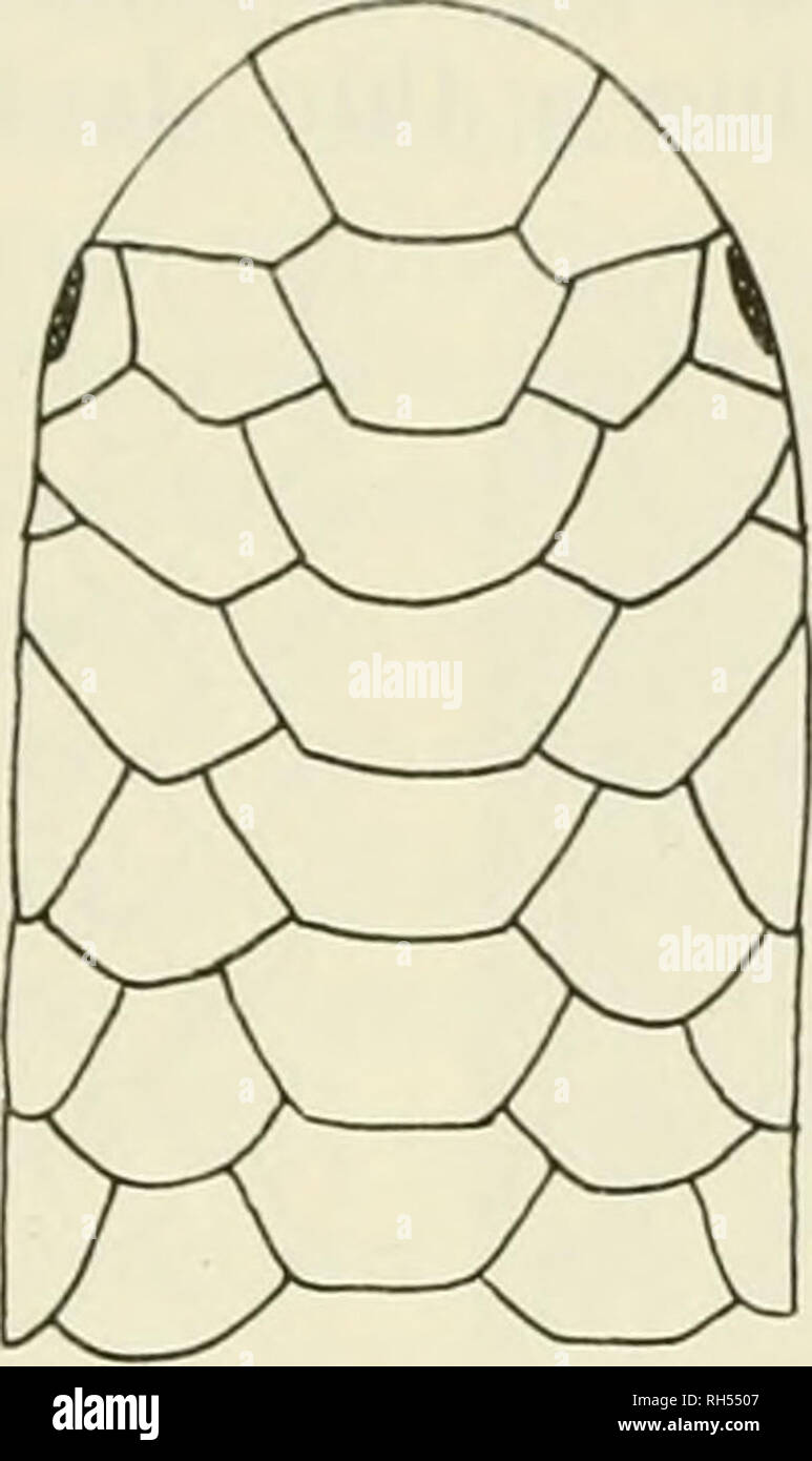 . Breviora. 1965 WEST INDIAN LEI^TOTYPIILOPS and first and second ...