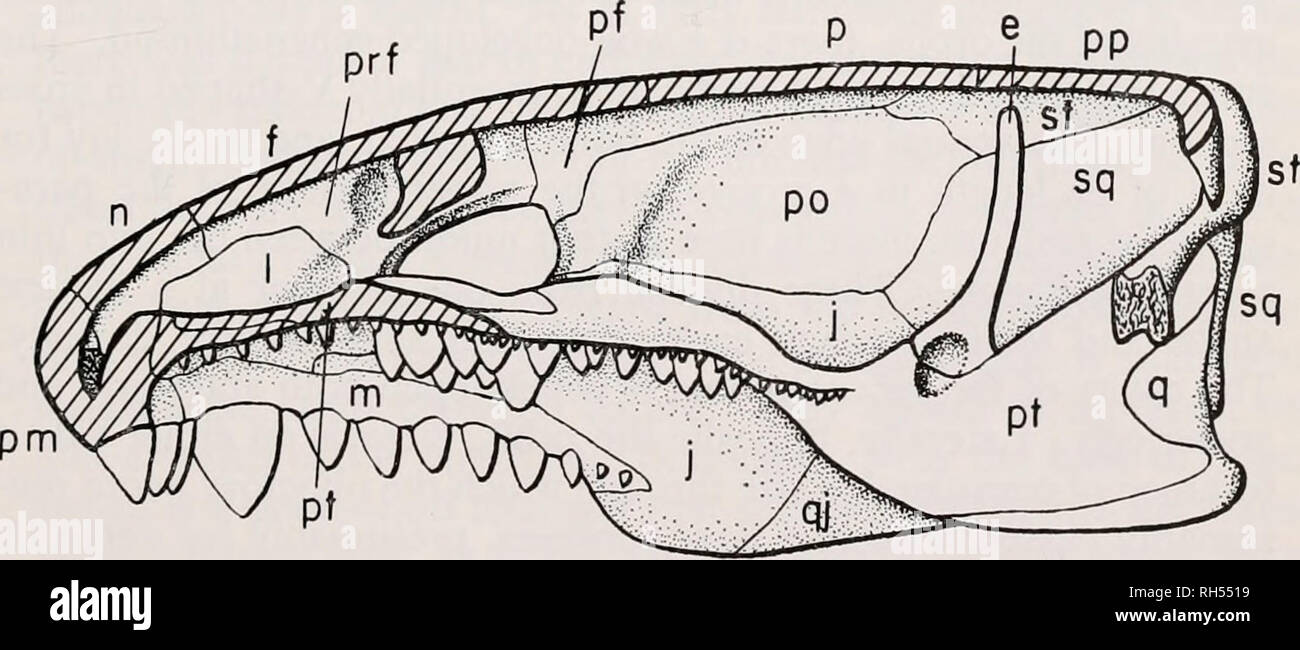 . Breviora. Fig. 10. As Fig. 9, but sectioned through middle of ...