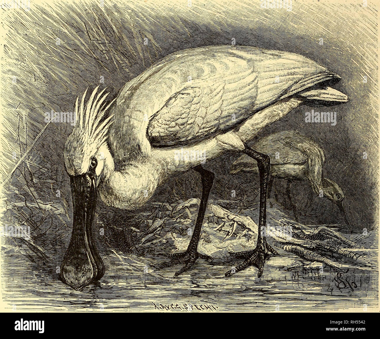 Gruf hi-res stock photography and images - Alamy