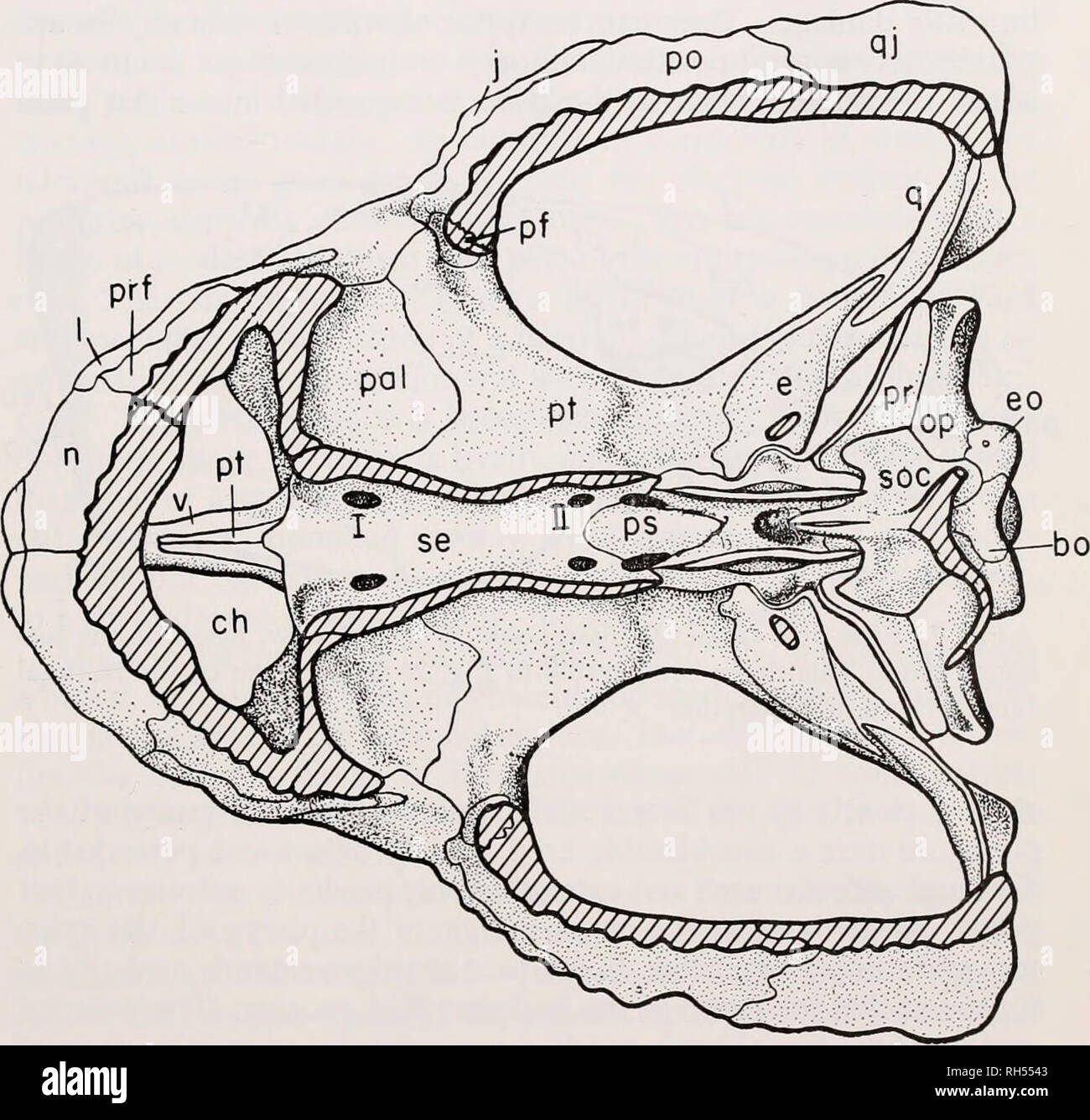 . Breviora. 1969 CRANIAL ANATOMY OF PANTYLUS 13 Approaching ...