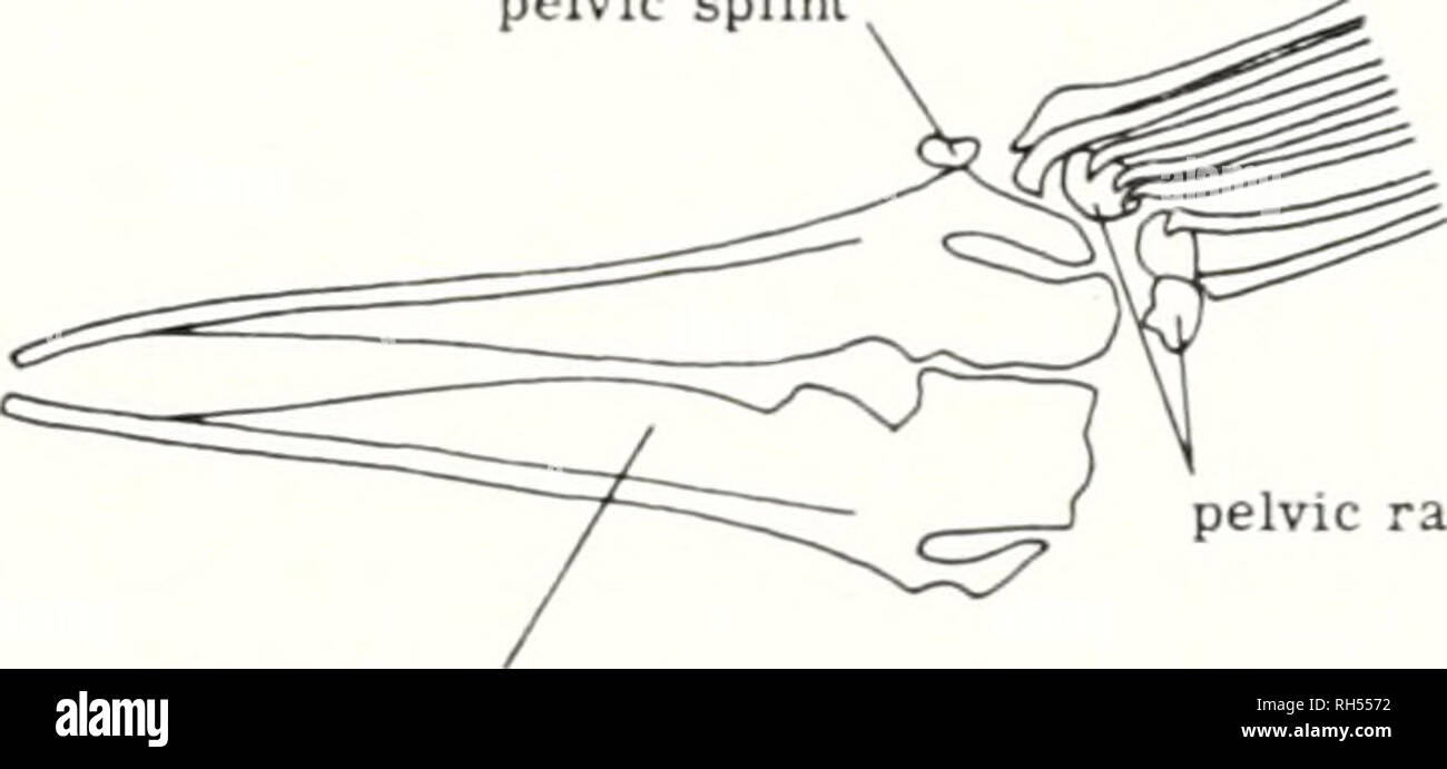 . Breviora. extraseapular distal radials proximal radials mesocoracold ...