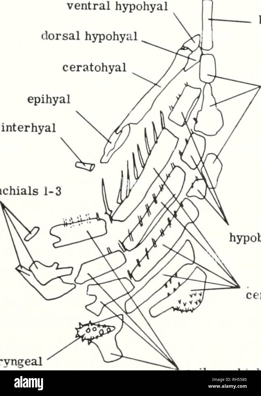 . Breviora. ventral hypohyal branchiostegal rays 1-5 1 mm Figure 8. A ...
