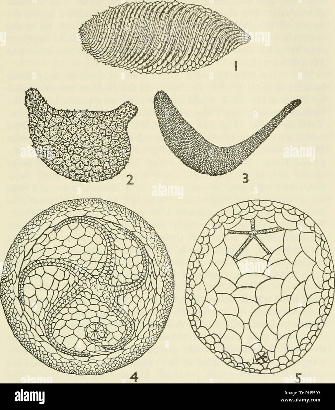 . Breviora. 1965 EARLY EVOLTTTION OF TITE ECfllNOZOA. Figures 1-5 ...