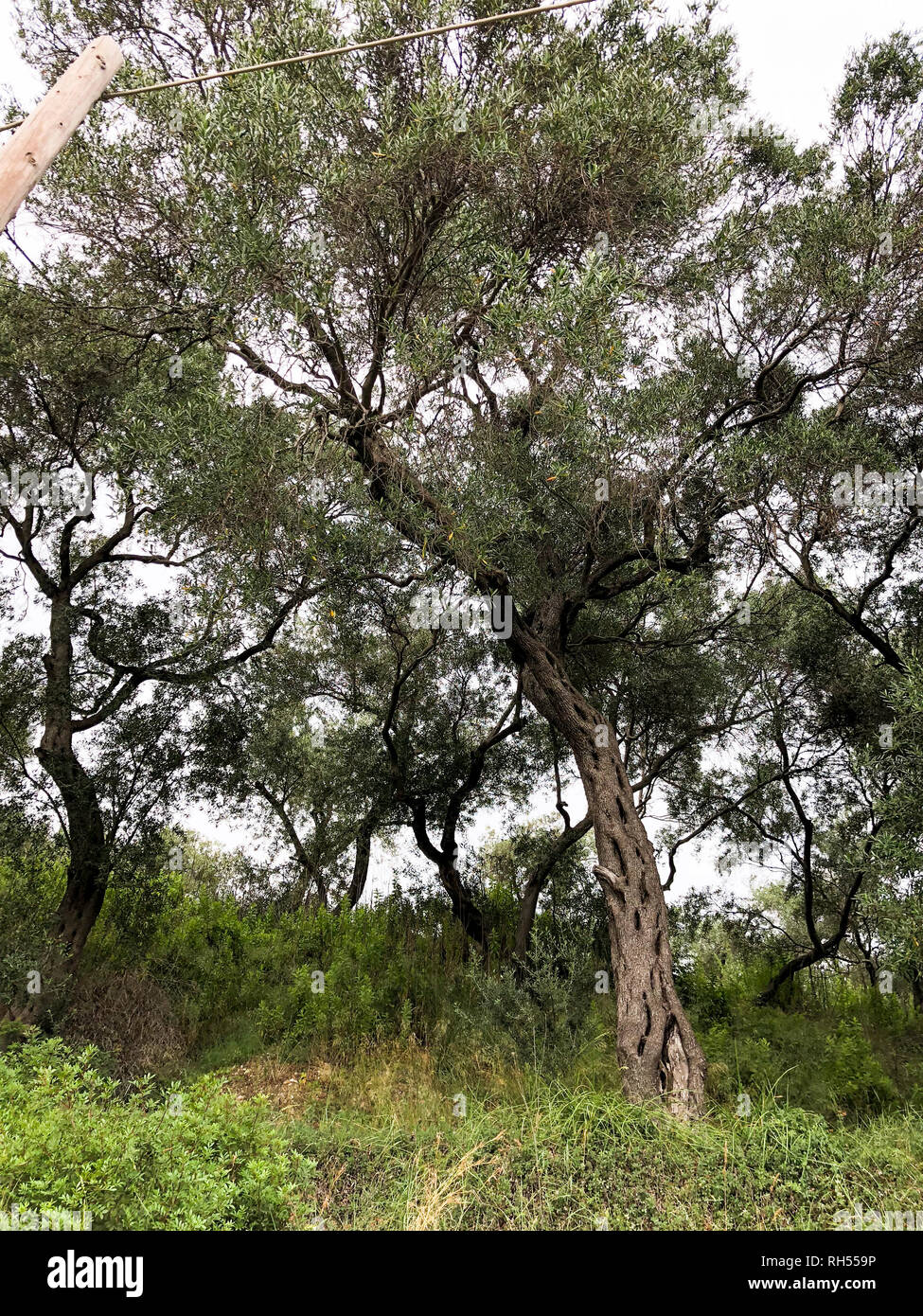 Young Olive trees without olives Stock Photo - Alamy