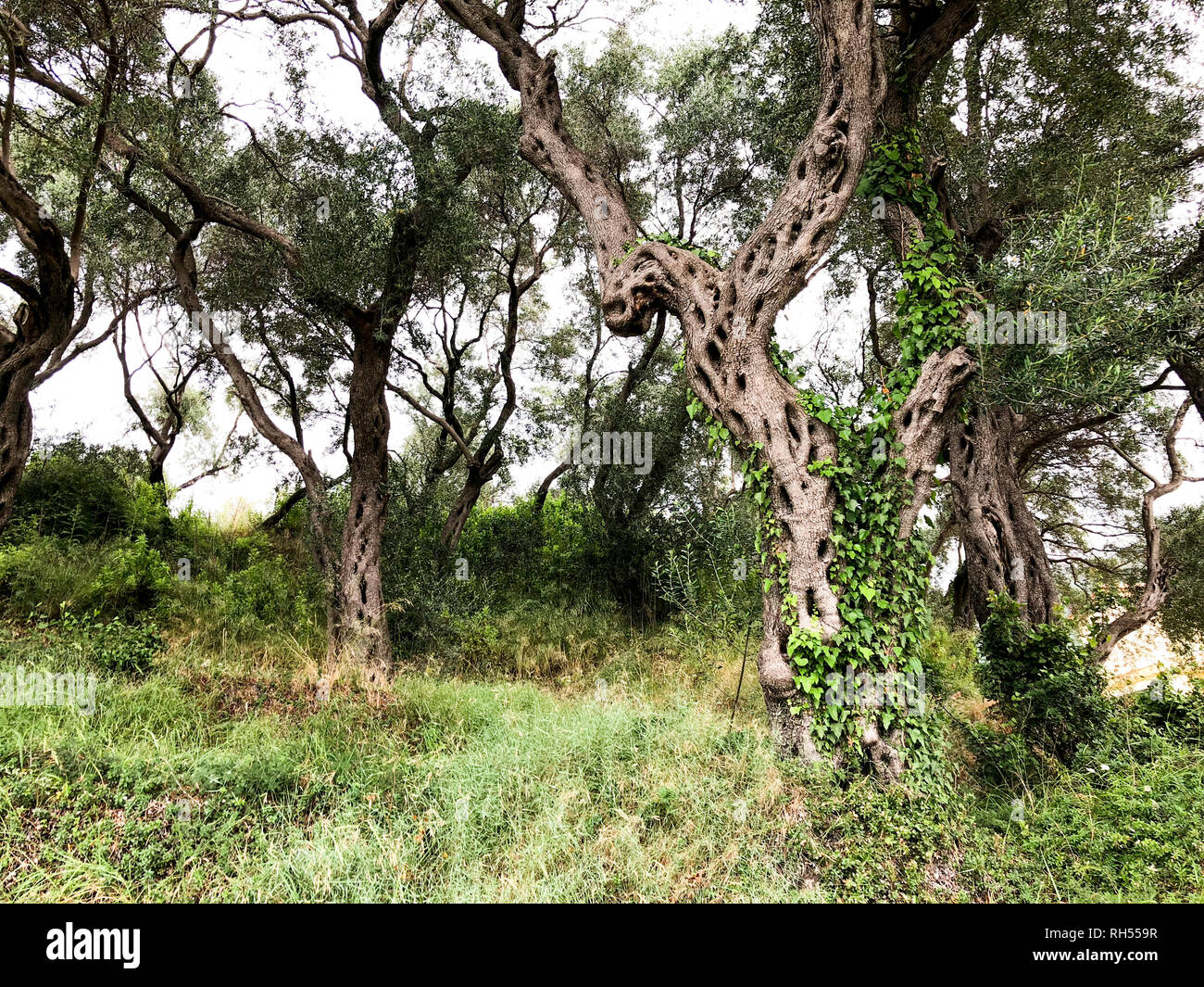 Young Olive trees without olives Stock Photo - Alamy