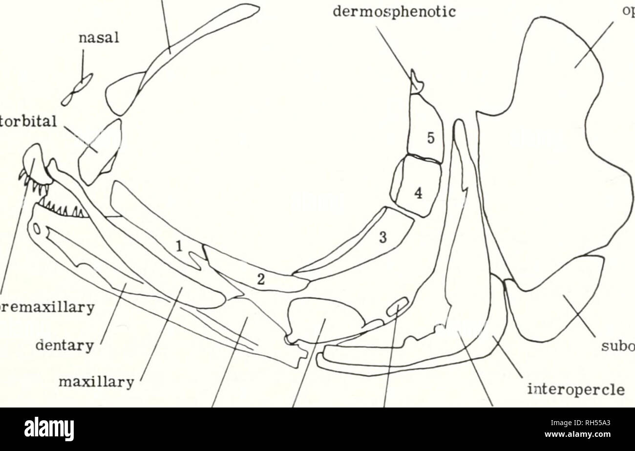 . Breviora. 1972 AFRICAN CLUPEID FISH 11 Orbitosphenoid, pterosphenoids ...