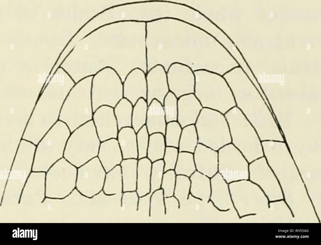 Supraocular scales hi-res stock photography and images - Alamy