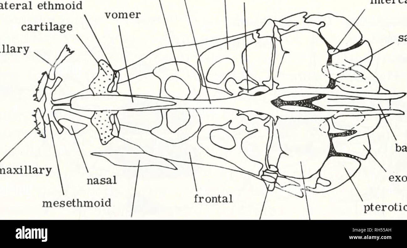 . Breviora. 10 BREVIORA No. 382 A large foramen bordered by the frontal ...