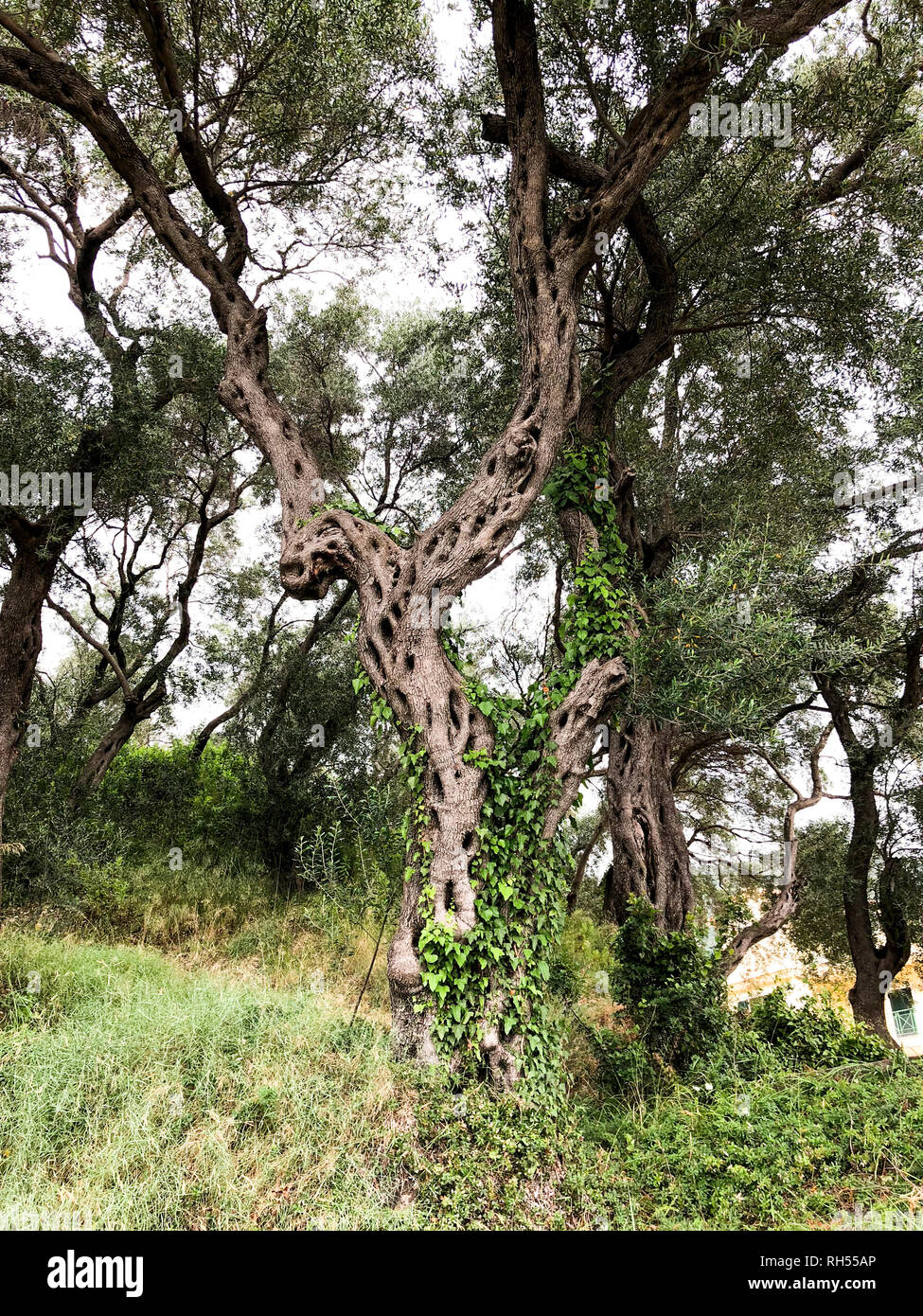 Young Olive trees without olives Stock Photo - Alamy