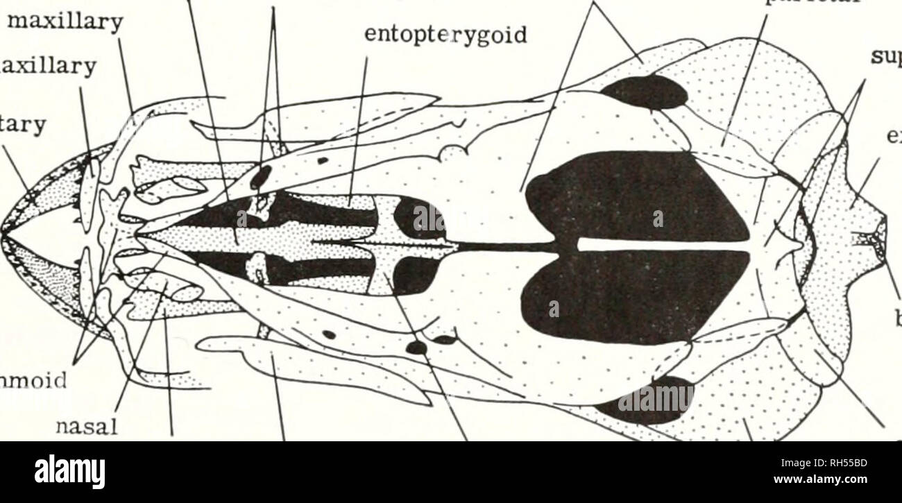 . Breviora. . supraoccipital exoccipital basioccipital mesethmoid nasal ...