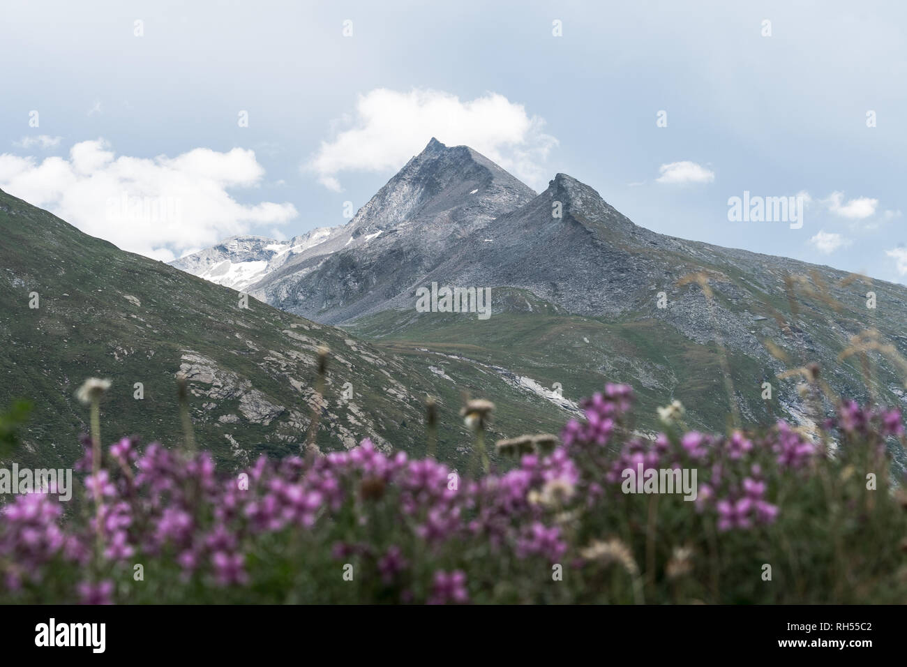 Swiss mountain flowers hi-res stock photography and images - Alamy