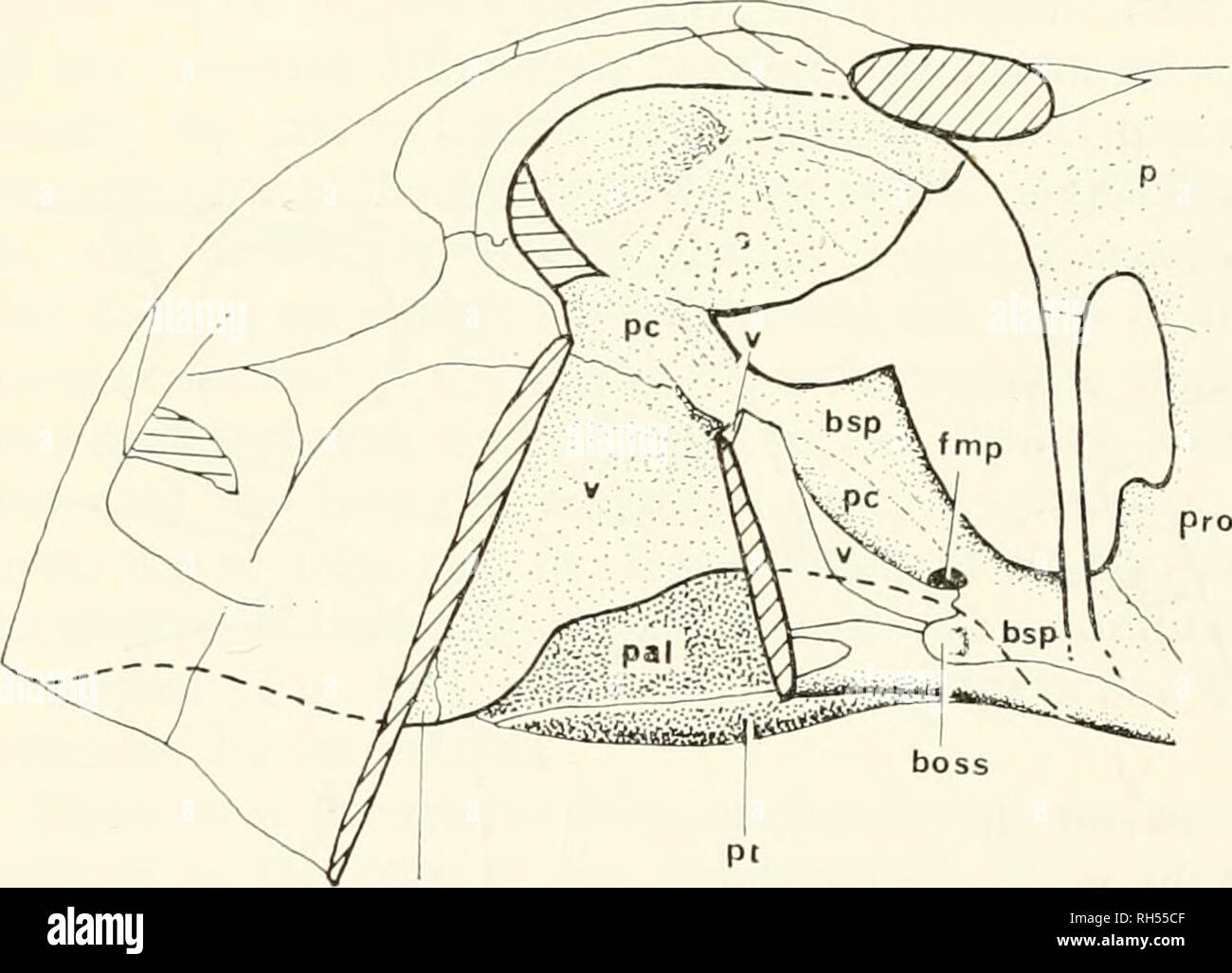 . Breviora. . pmx B Figure 9. Dinodontosaurus brevirostris, MCZ No ...