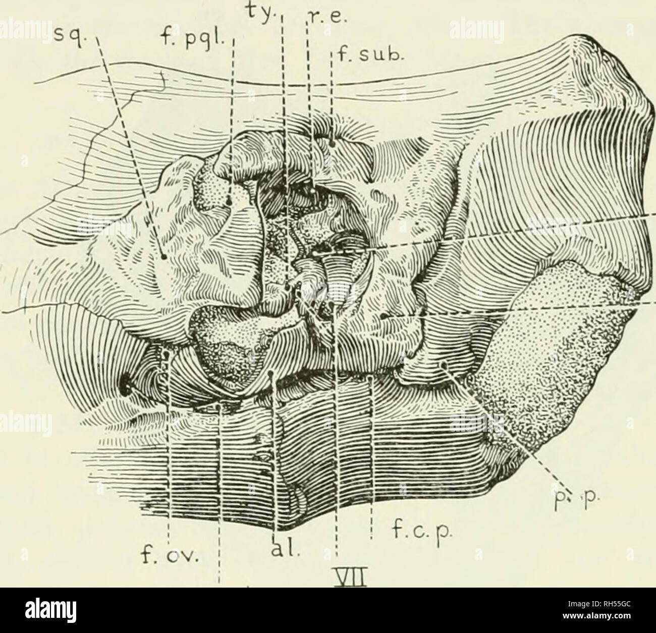 Slightly squat hi-res stock photography and images - Alamy
