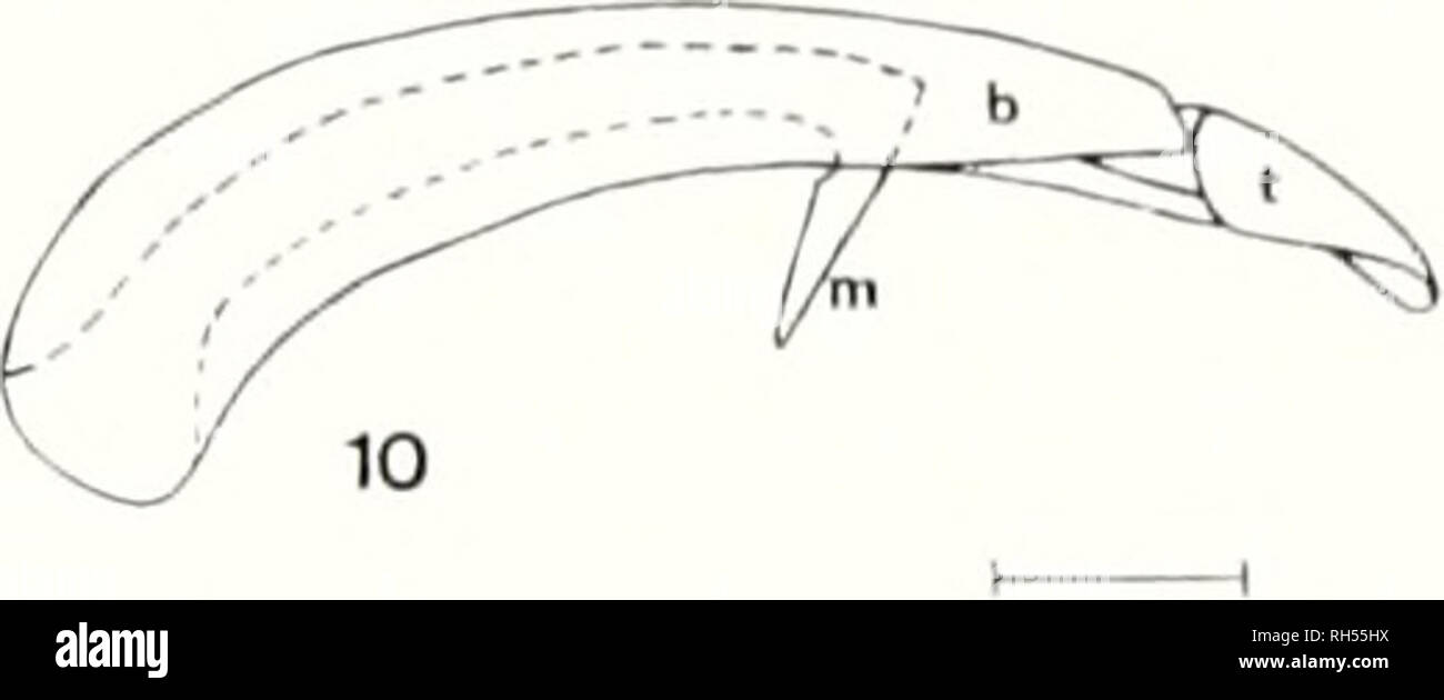 . Breviora. . Figures 1-10. Petria antennata Semenow. male (1 line = 0. ...