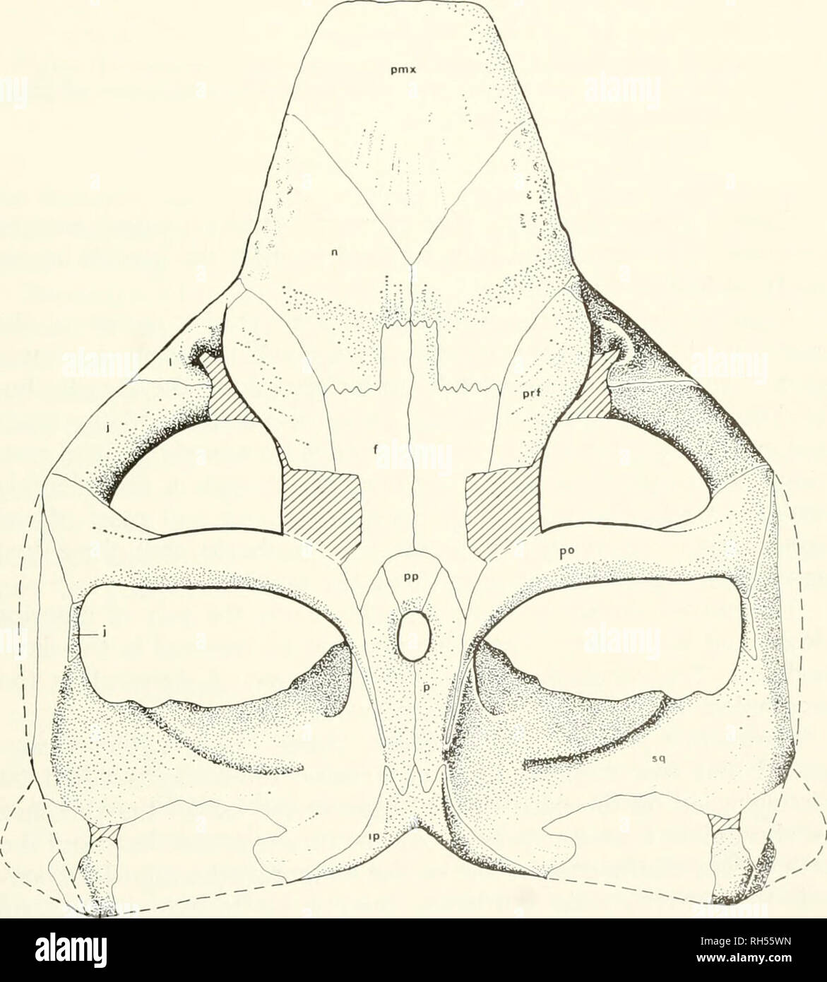 Occipital plate hi-res stock photography and images - Alamy