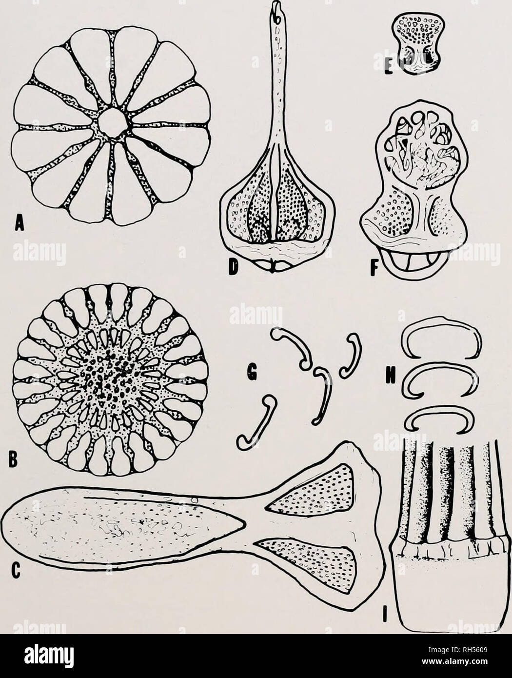 Triden hi-res stock photography and images - Alamy