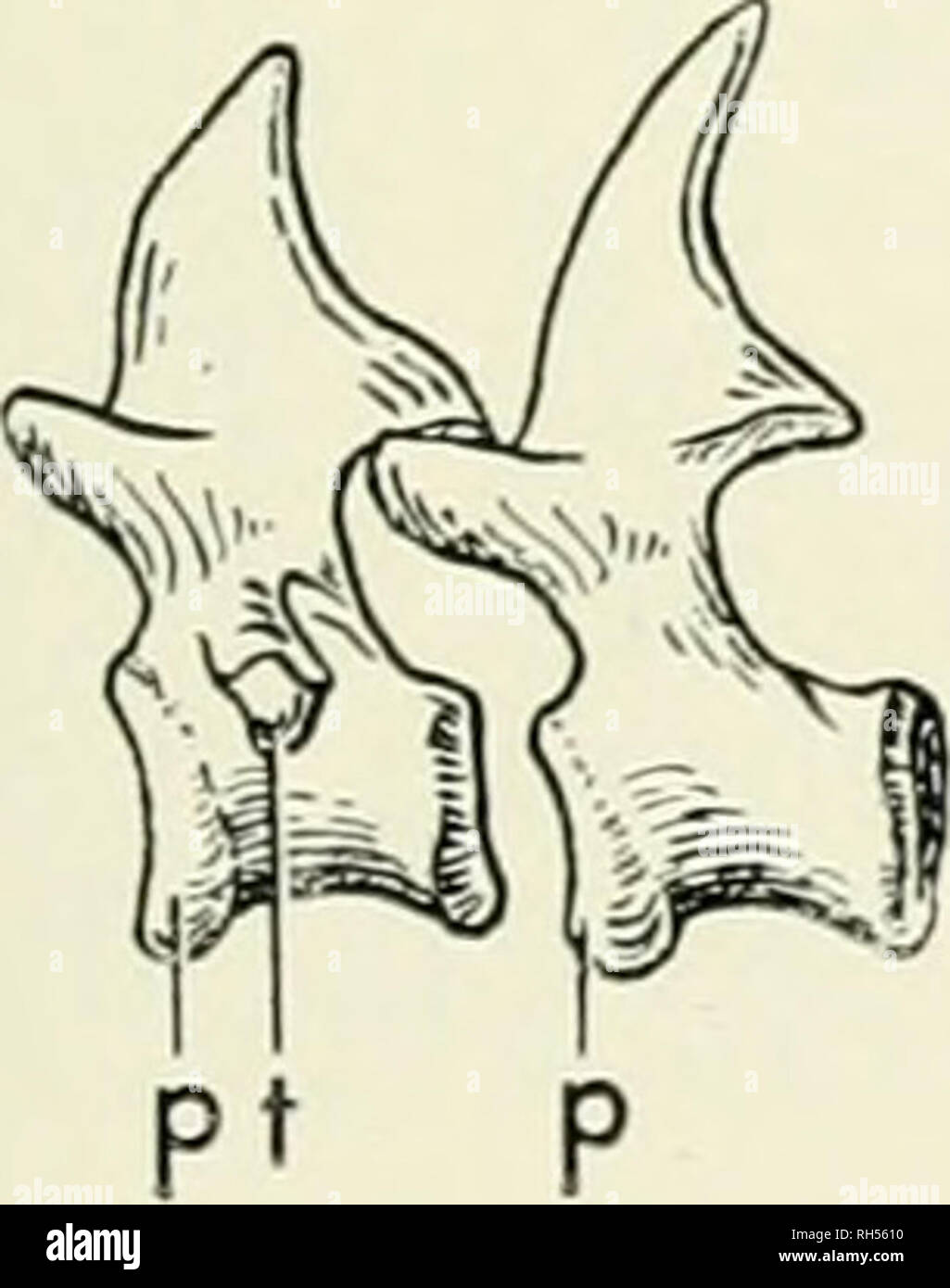 . Breviora. 1970 MASSETOGNATHUS POSTCRANIAL SKELETON press). Of the ...