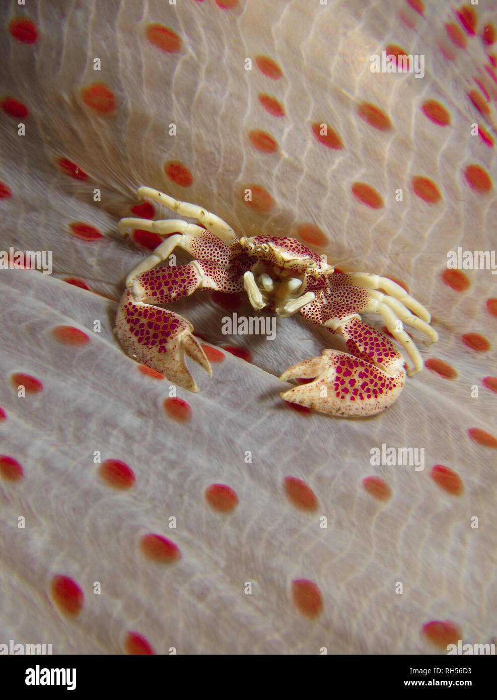 Porcelain crab and eggs hi-res stock photography and images - Alamy