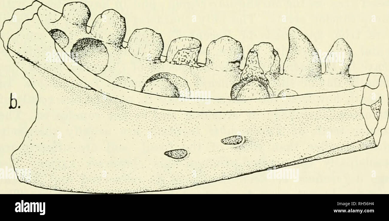 . Breviora. . Figure 1. a. Tupinambis of. T. teguixin, U. C. no. 38856 ...