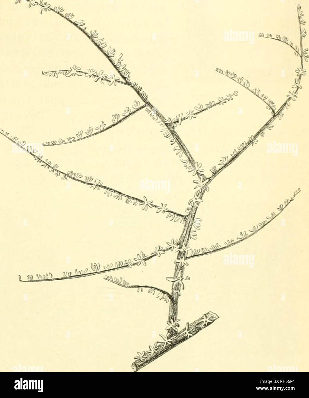 Stauben hi-res stock photography and images - Alamy