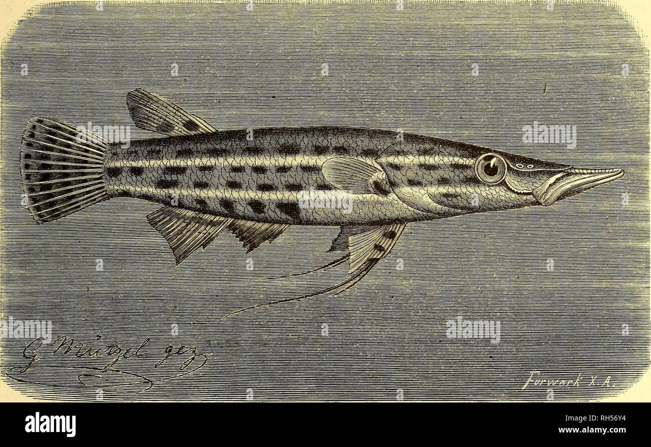 Luciocephalus pulcher hi-res stock photography and images - Alamy