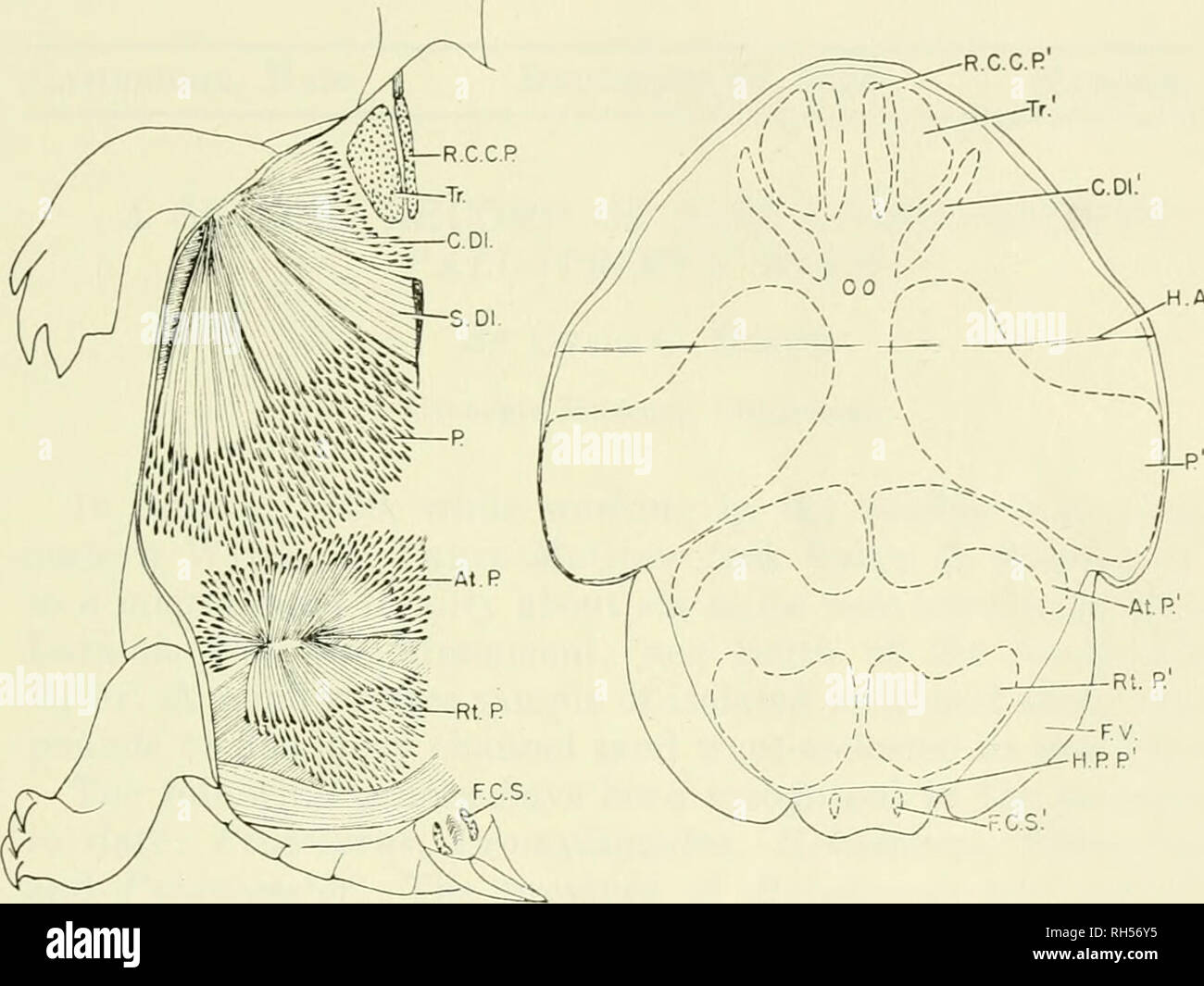 . Breviora. I960 TURTLE HINGES 15 H.A.P. Fig. 7. Lisscmys punctata ...
