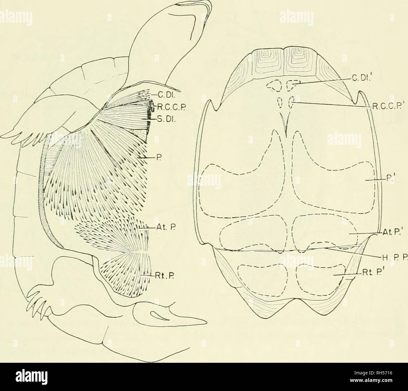 . Breviora. 1960 TURTLE HINGES 13 R.C.C.R. Fig. 5. Testiido herma>nni ...