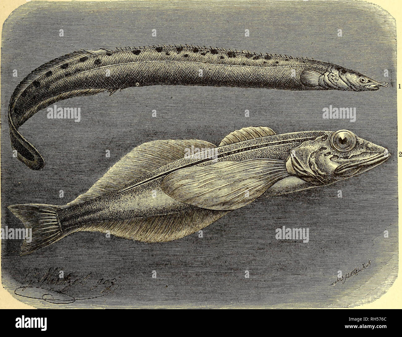 Comephoridae hi-res stock photography and images - Alamy