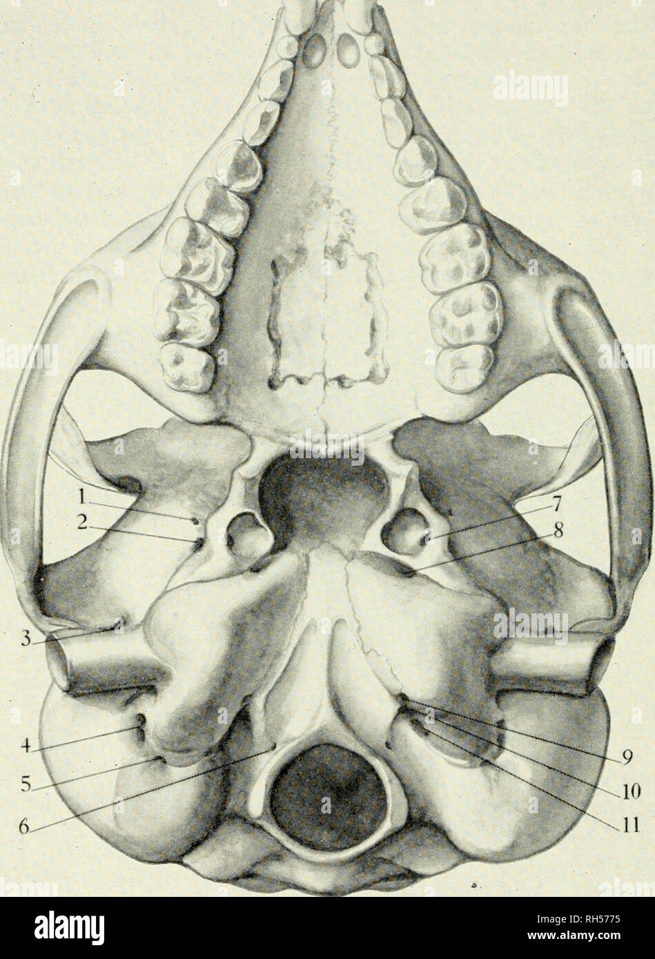 Stylomastoid foramen hi-res stock photography and images - Alamy