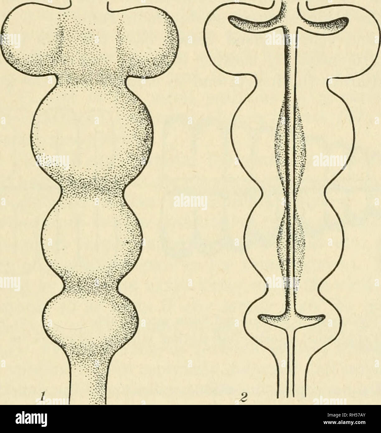 Blood vessel constriction hi-res stock photography and images - Alamy